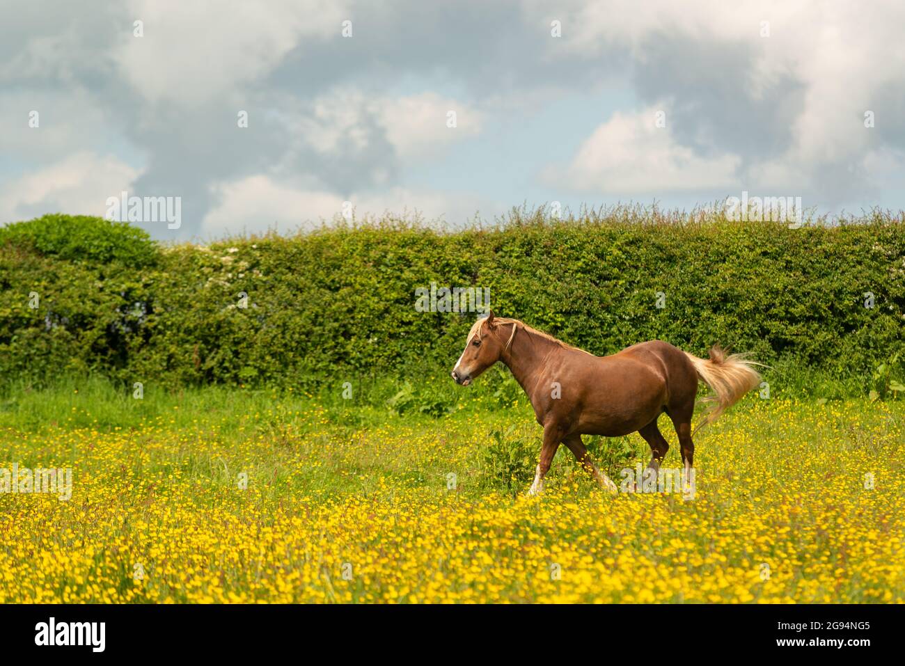 Welsh cob horse, stallion galloping Stock Photo - Alamy