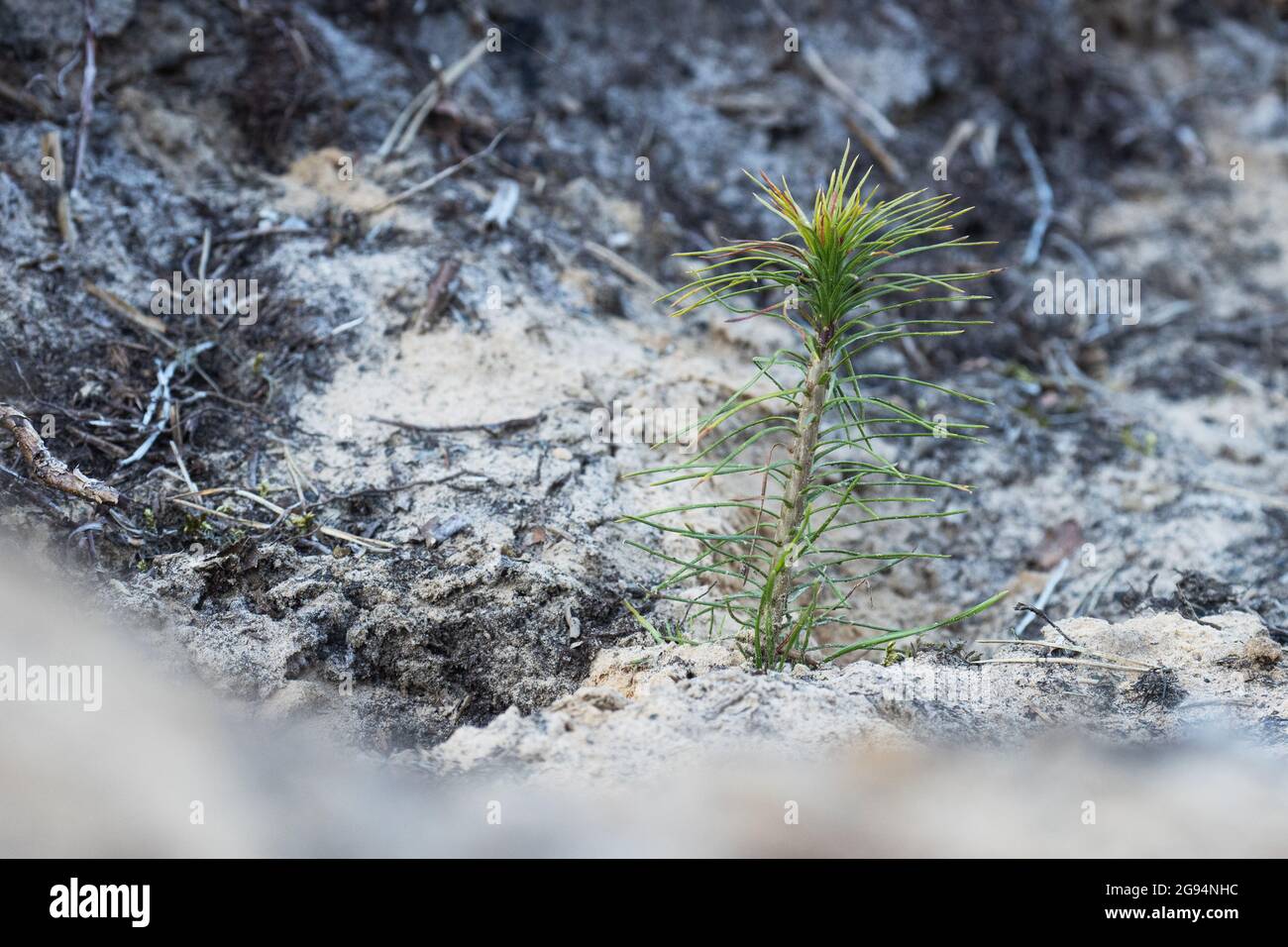 Pine seedling hi-res stock photography and images - Alamy