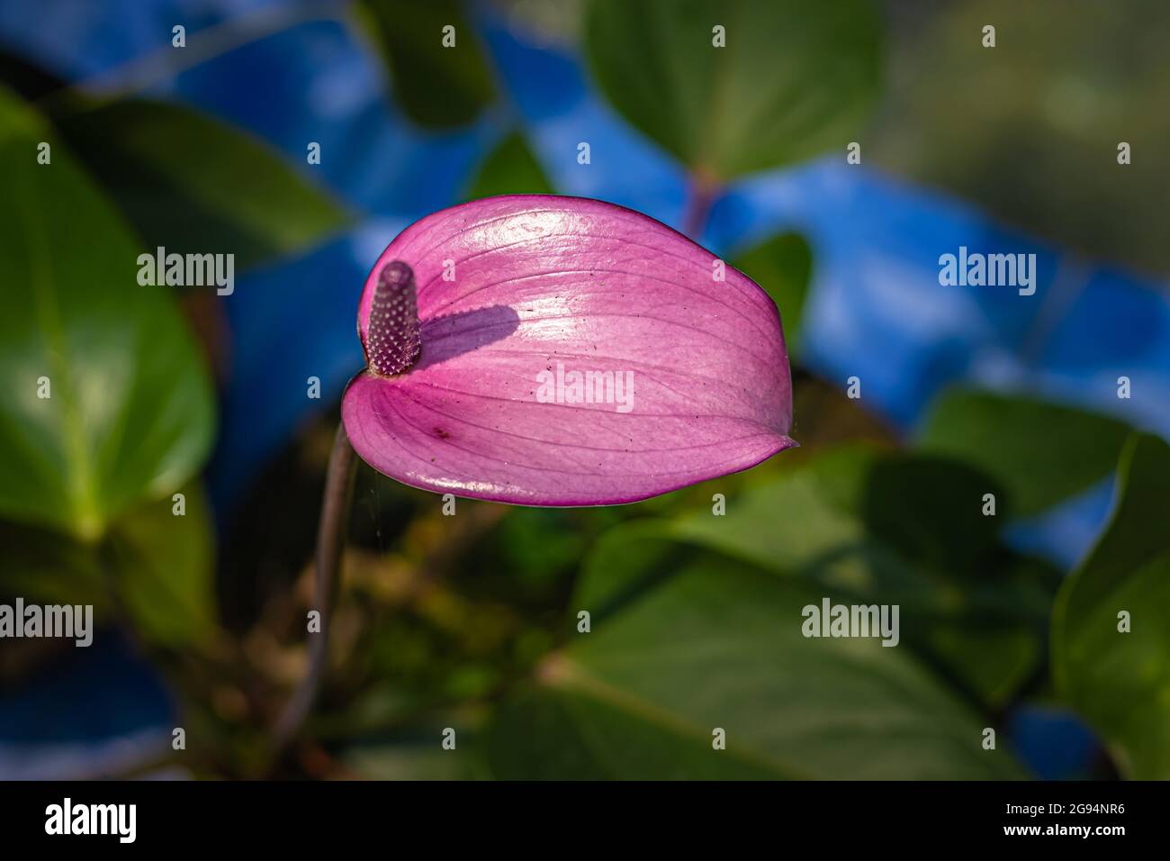 laceleaf isolated plant close up shot with blurred background in ...