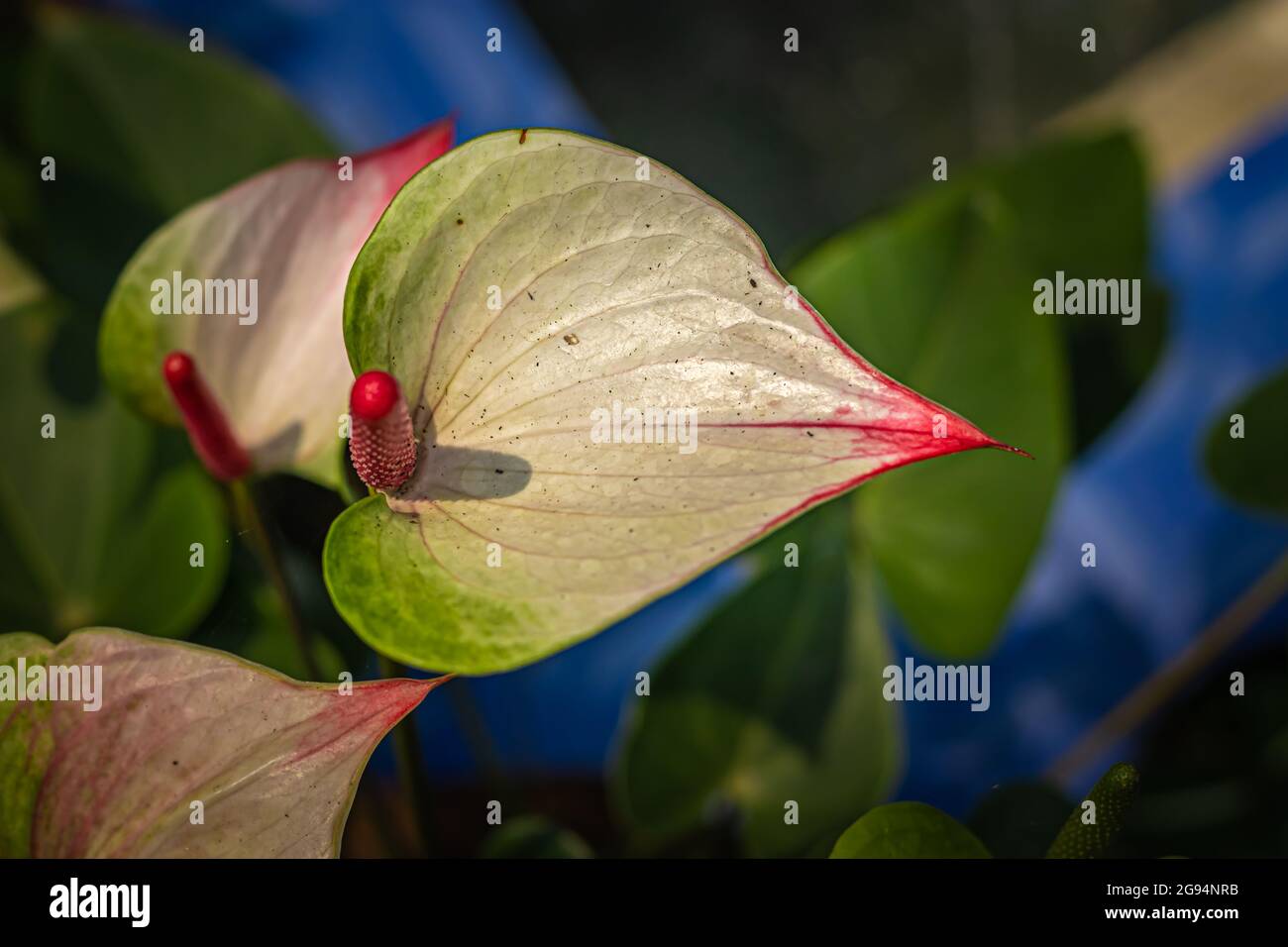 laceleaf isolated plant close up shot with blurred background in ...