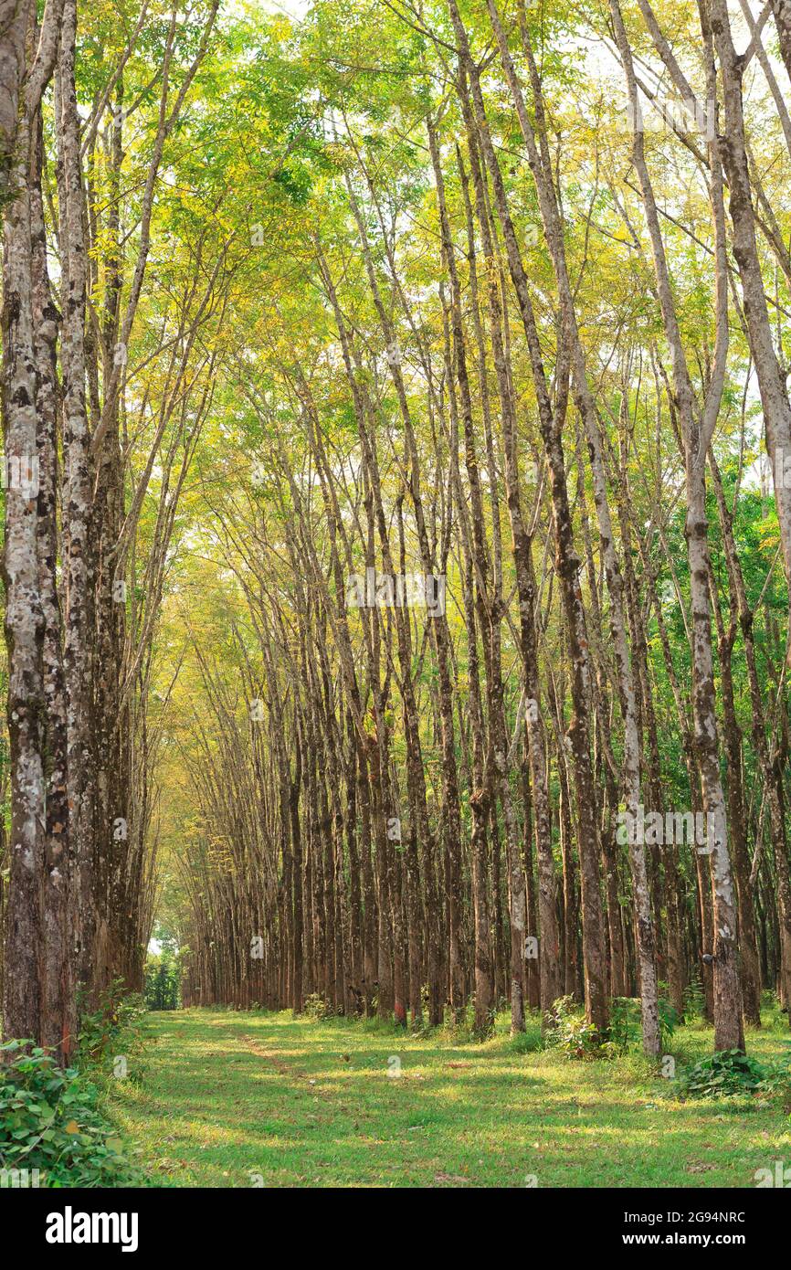 Row of para rubber tree Stock Photo - Alamy