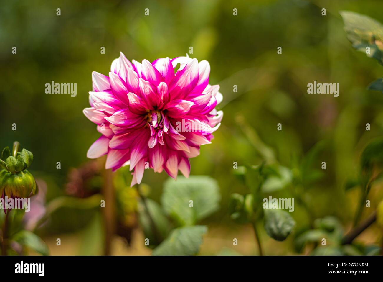 pink flower fully bloomed close up shot with blurred background and ...