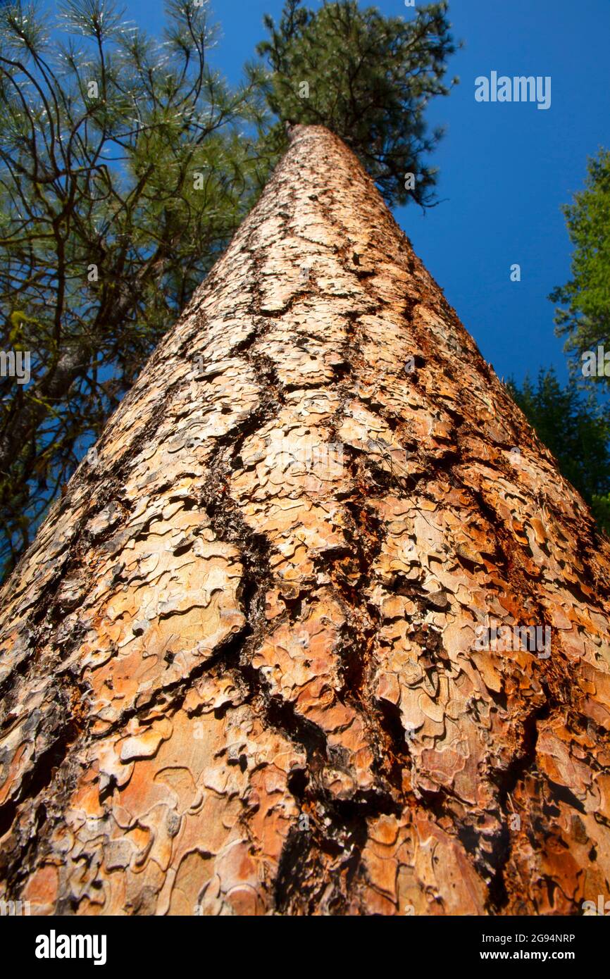 Ponderosa pine (Pinus ponderosa) at Yellow Pine campground, Wallowa ...