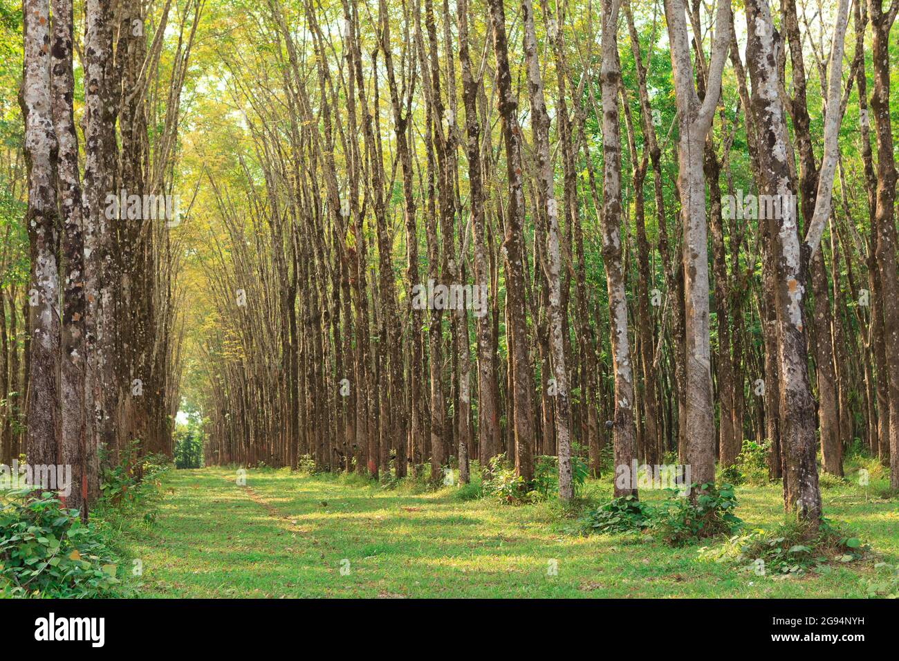 Row of para rubber tree Stock Photo - Alamy