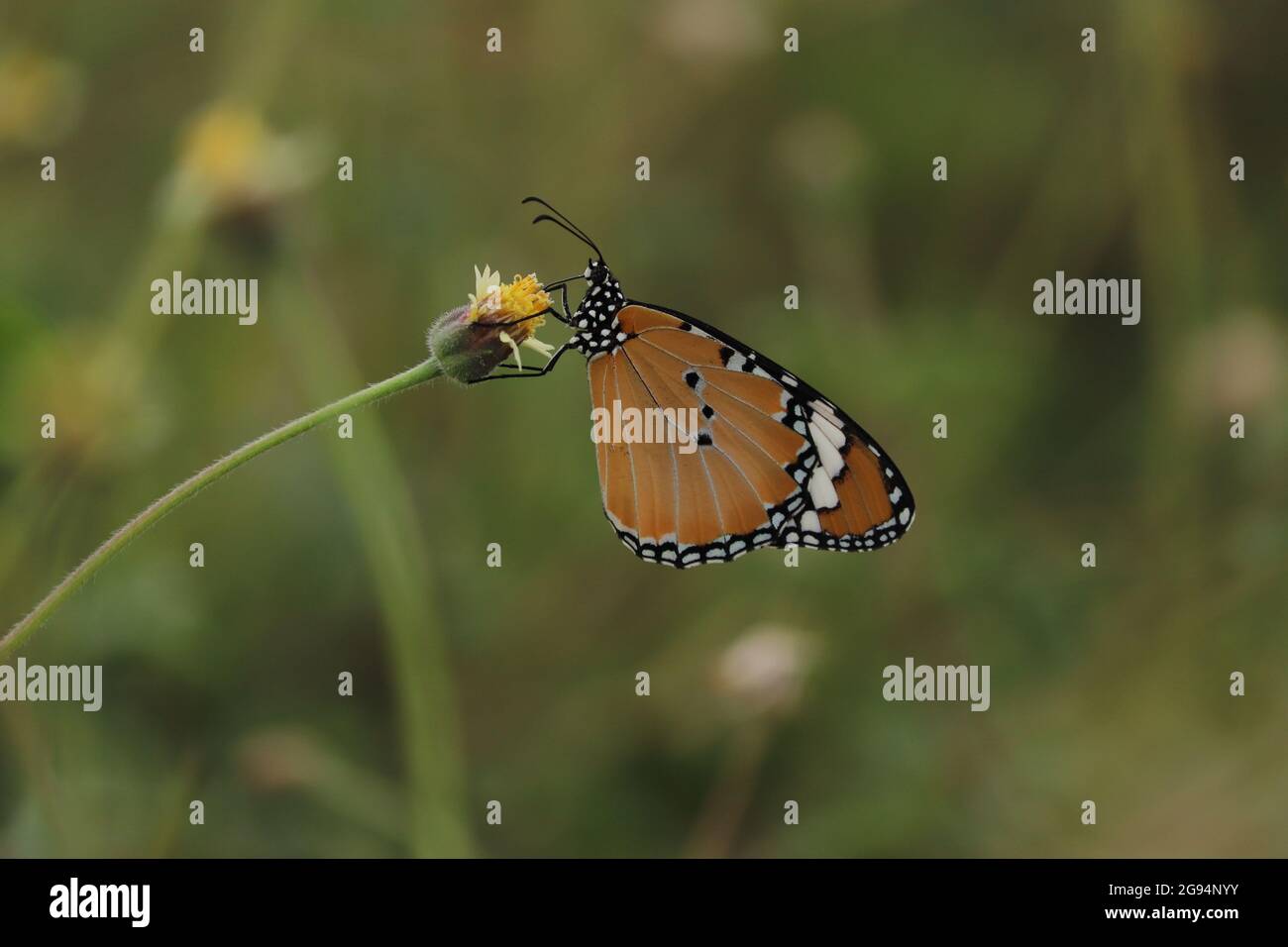 Butterfly taxonomy hi-res stock photography and images - Alamy