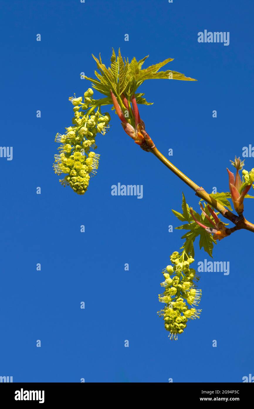 Bigleaf Maple Washington High Resolution Stock Photography and Images ...