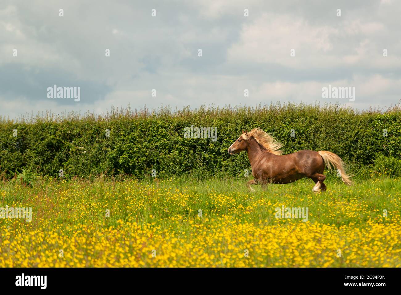Stallion galloping hi-res stock photography and images - Alamy