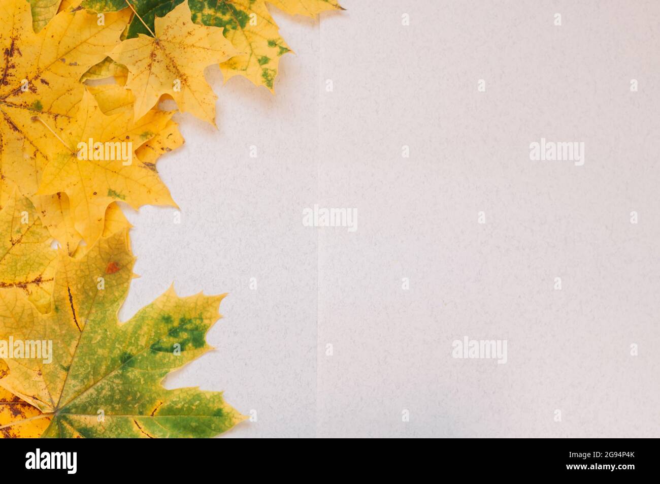 Top view of autumn leaves on a left side of an empty paper Stock Photo ...