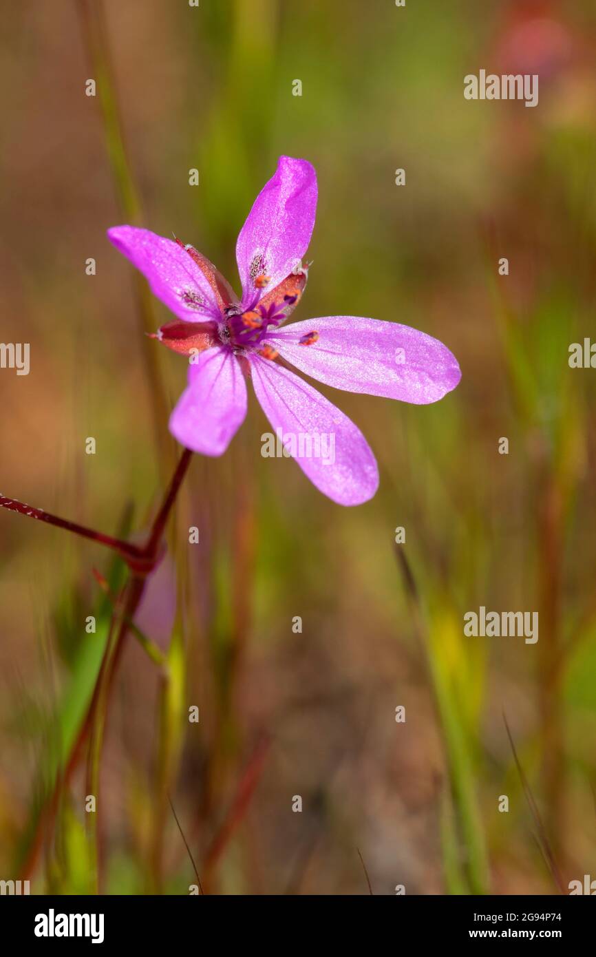 Redstem storksbill (Erodium cicutarium), Catherine Creek Day Use Area ...