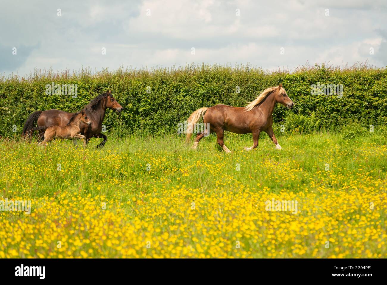 Welsh cob horse, mare, stallion and foal Stock Photo - Alamy