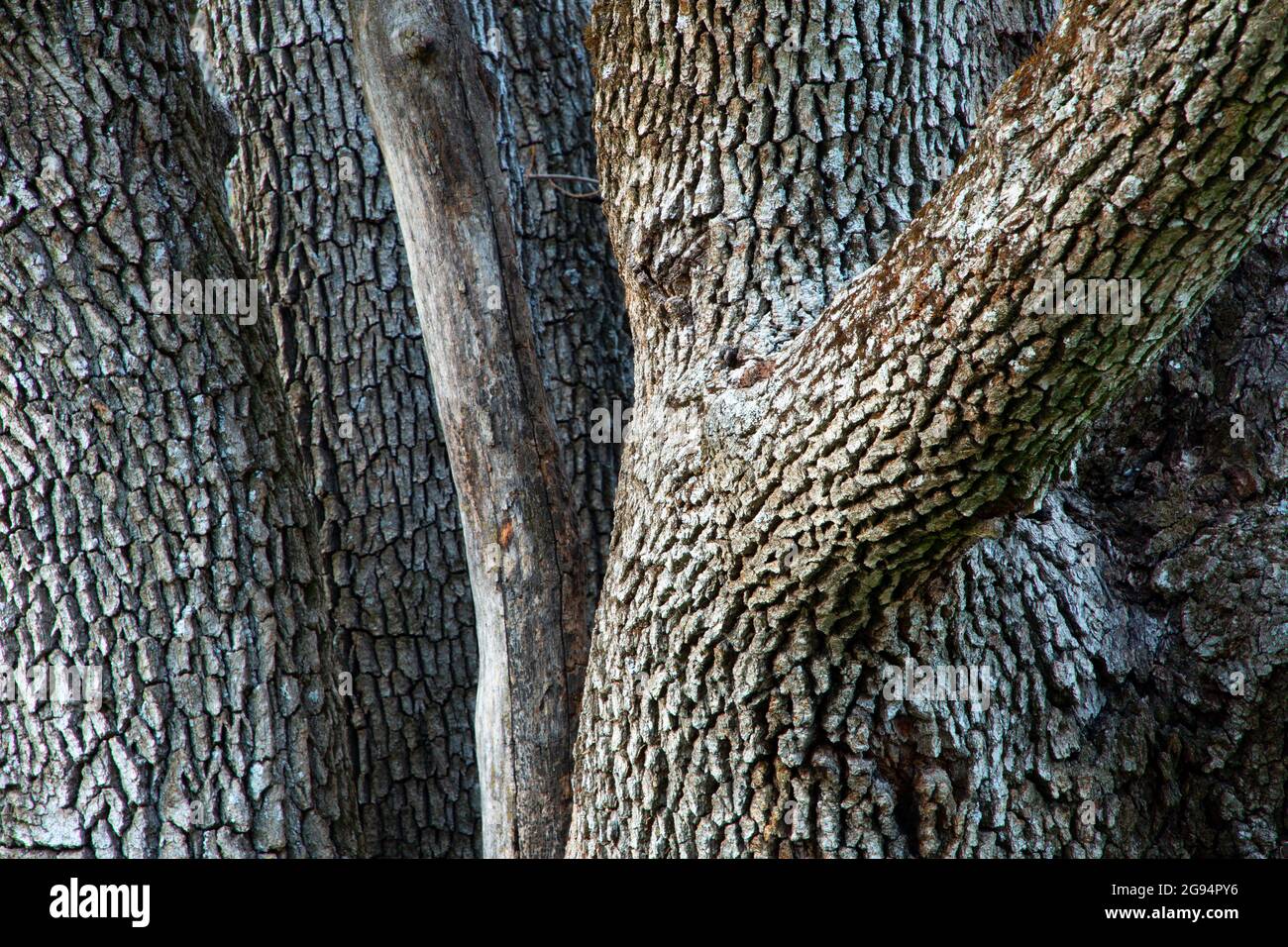 Oregon white oak, Catherine Creek Day Use Area, Columbia River Gorge ...