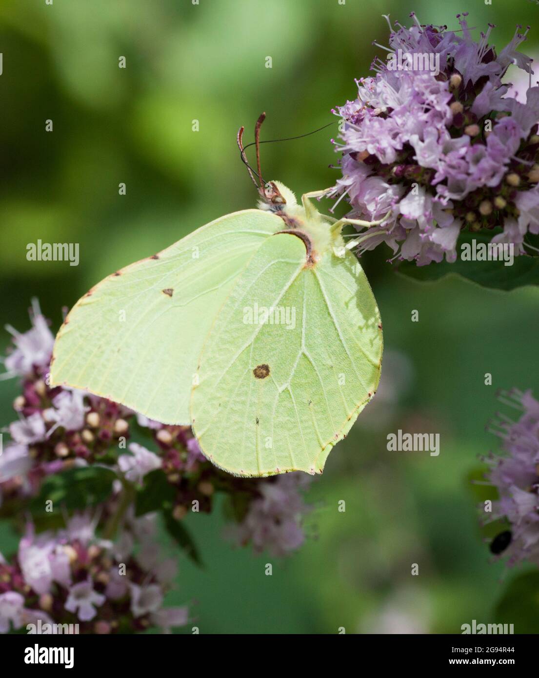 GONEPTERYX RHAMNI Brimstone butterfly Stock Photo - Alamy