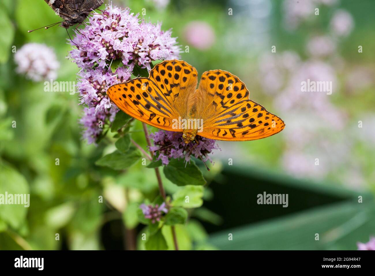 Butterfly fritillary lepidoptera hi-res stock photography and images ...