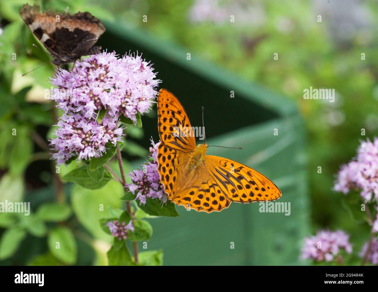 Butterfly fritillary lepidoptera hi-res stock photography and images ...