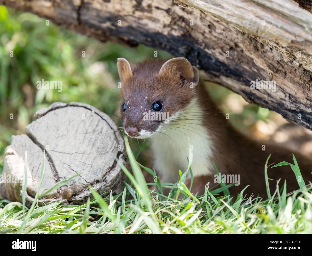 Stoat uk young hi-res stock photography and images - Alamy