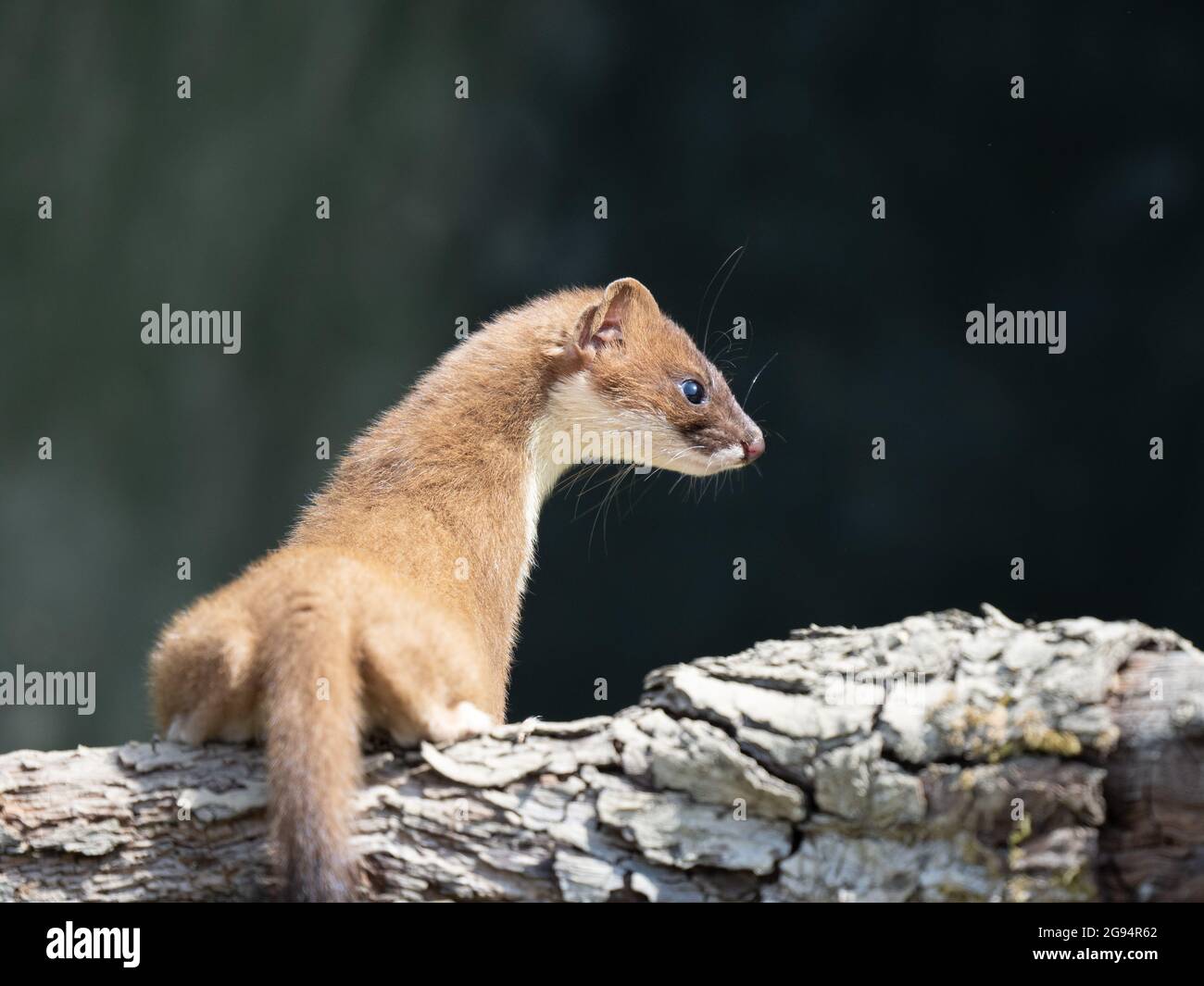 Stoat uk young hi-res stock photography and images - Alamy