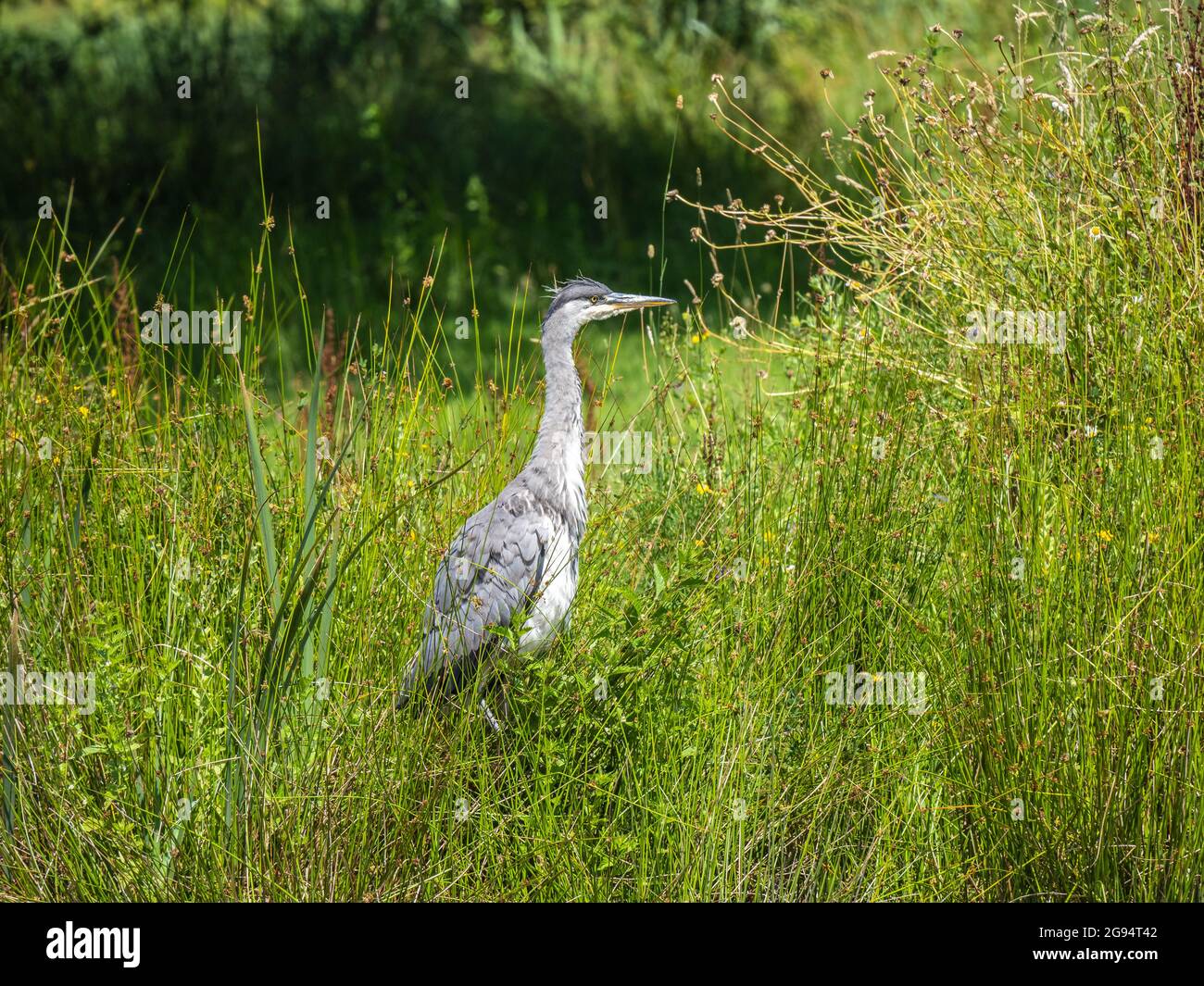 Grey Heron Hunting by a Reed Bank in a Lake Stock Photo - Alamy