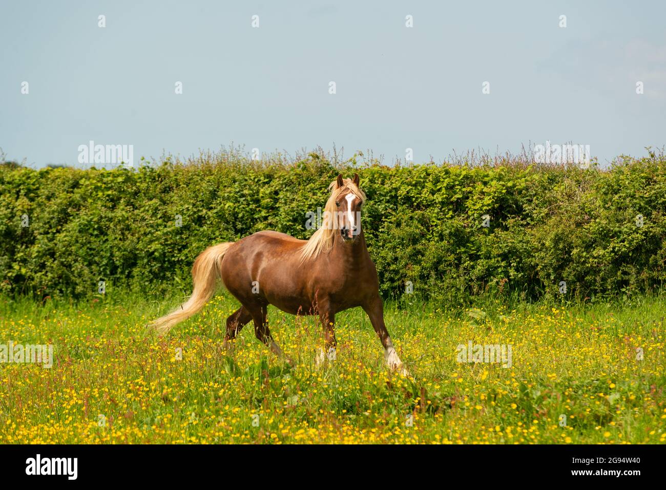 Welsh cob horse, stallion galloping Stock Photo - Alamy