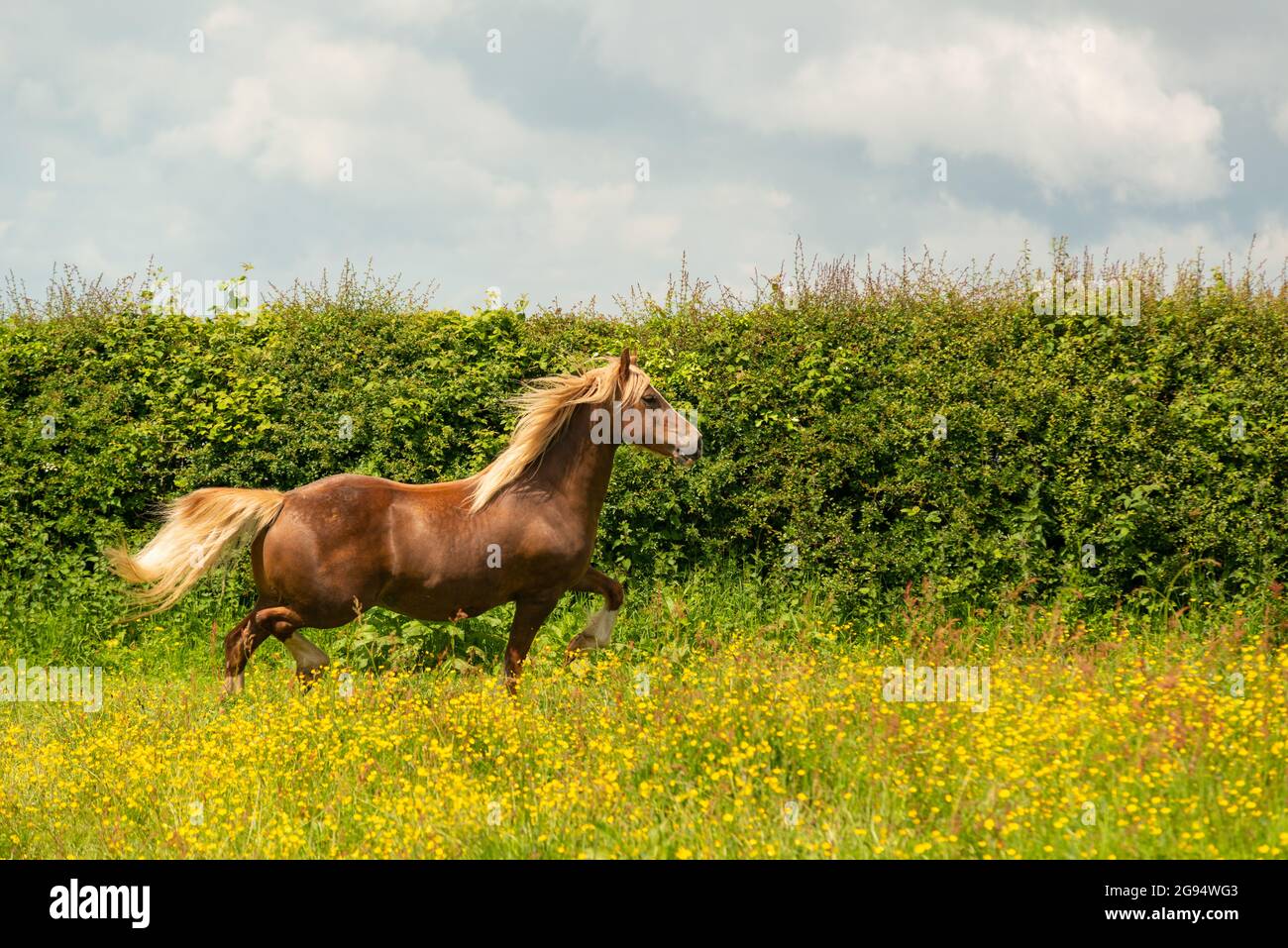 Welsh cob horse, stallion galloping Stock Photo - Alamy