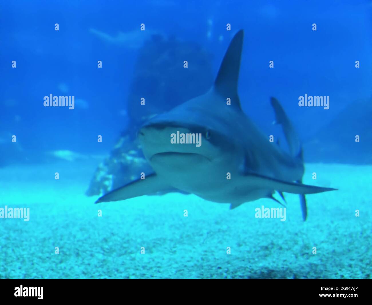 Shark swims in the oceanarium in Lisbon in Portugal Stock Photo - Alamy