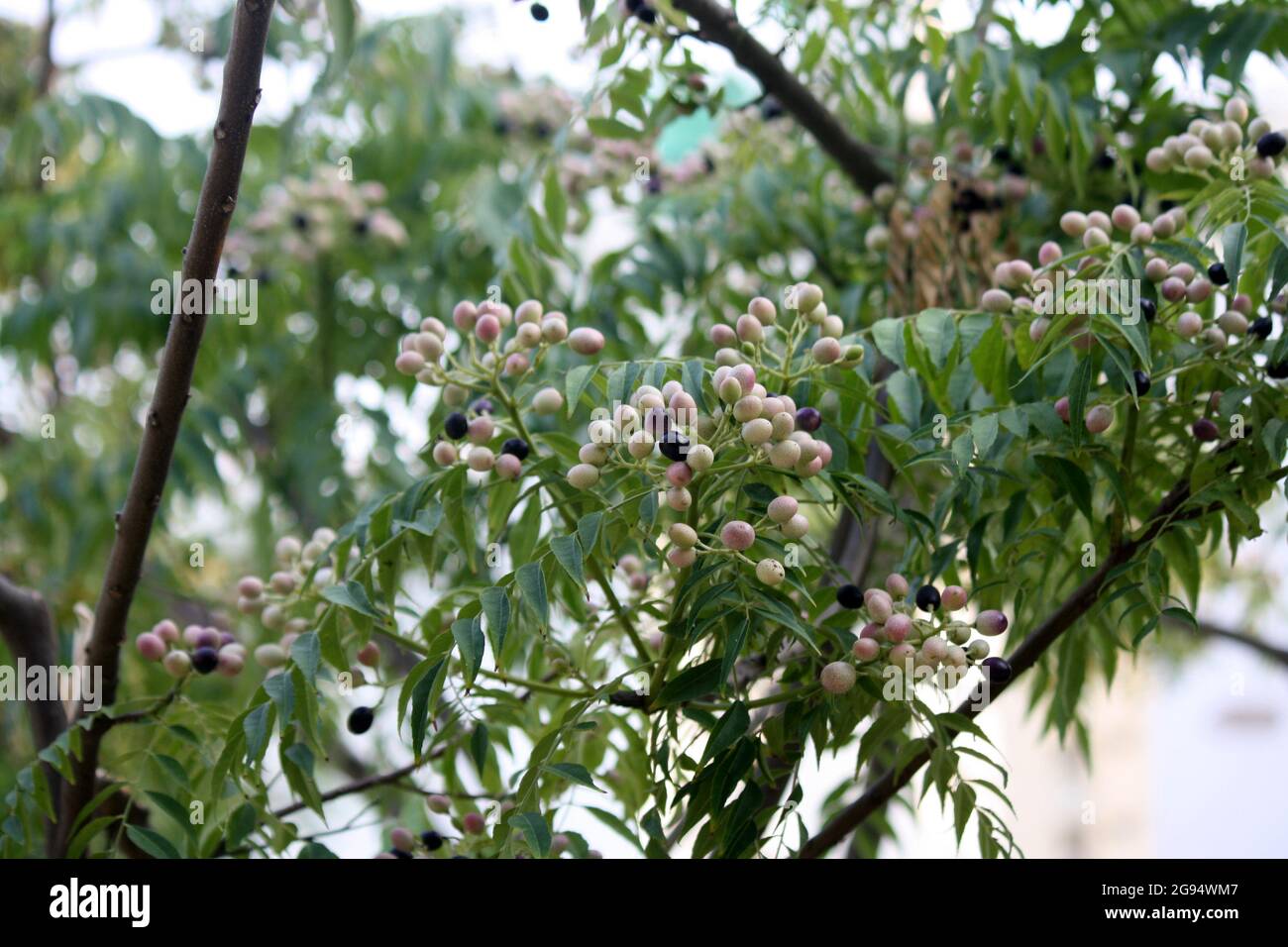Curry neem or curry tree (Murraya koenigii) with fruits Stock Photo - Alamy
