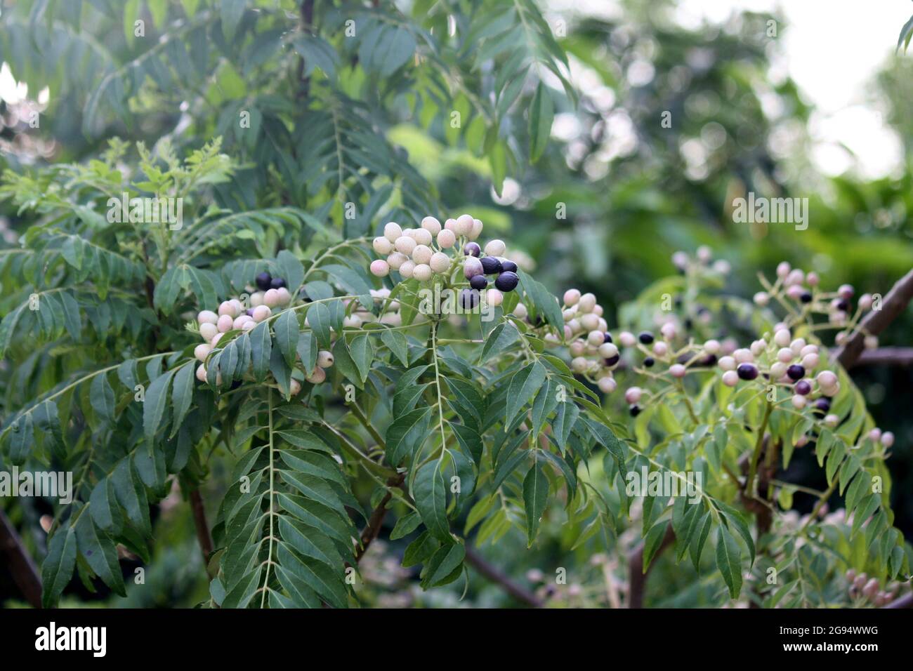 Curry neem or curry tree (Murraya koenigii) with fruits Stock Photo - Alamy
