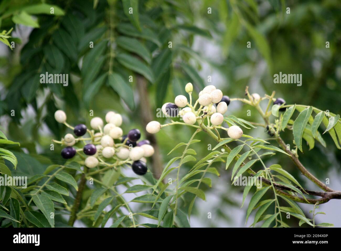 Neem tree fruits hi-res stock photography and images - Alamy