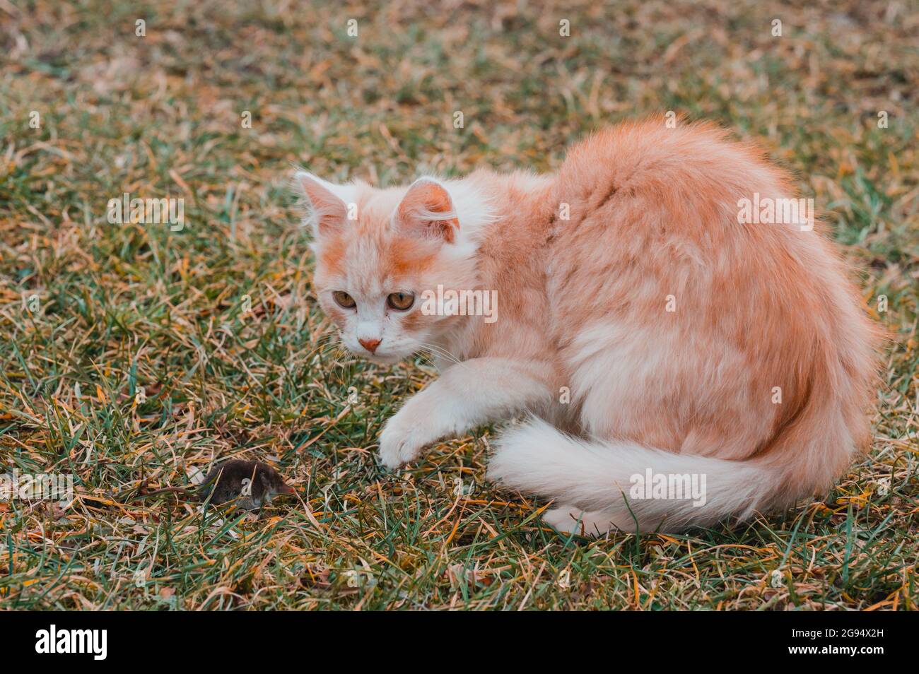 A red cat caught a mole, a cat playing with a mole on the grass, the ...