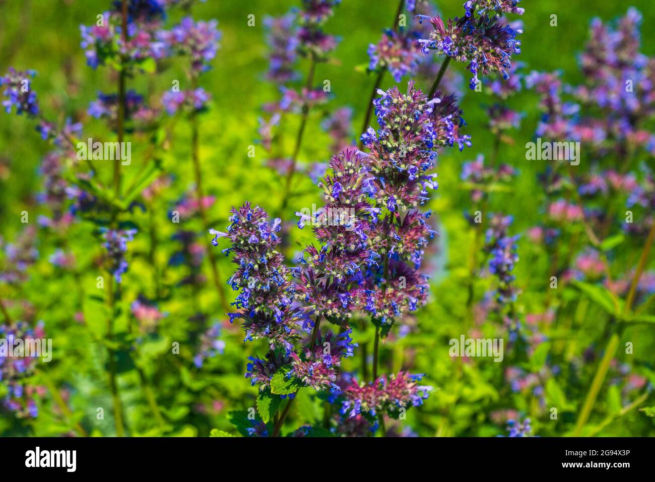 Blue Summer Flowering Plant Nepeta Grandiflora, Blooming in the Garden ...