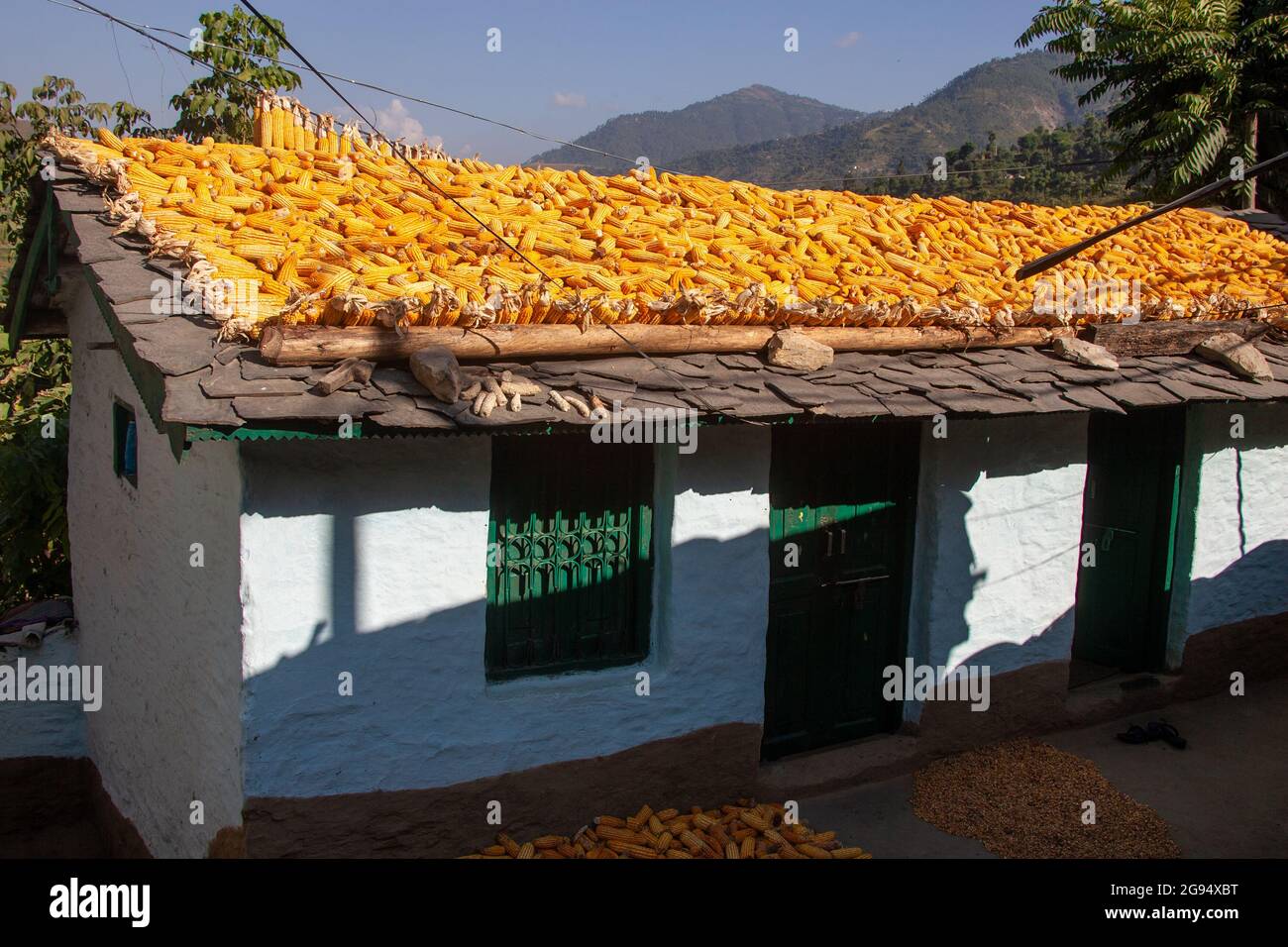 India -drying corn cobs on the roof of a house in a village in the ...