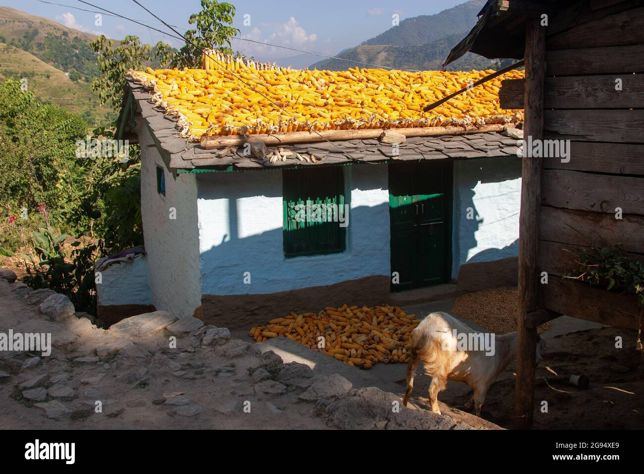 India -drying corn cobs on the roof of a house in a village in the ...
