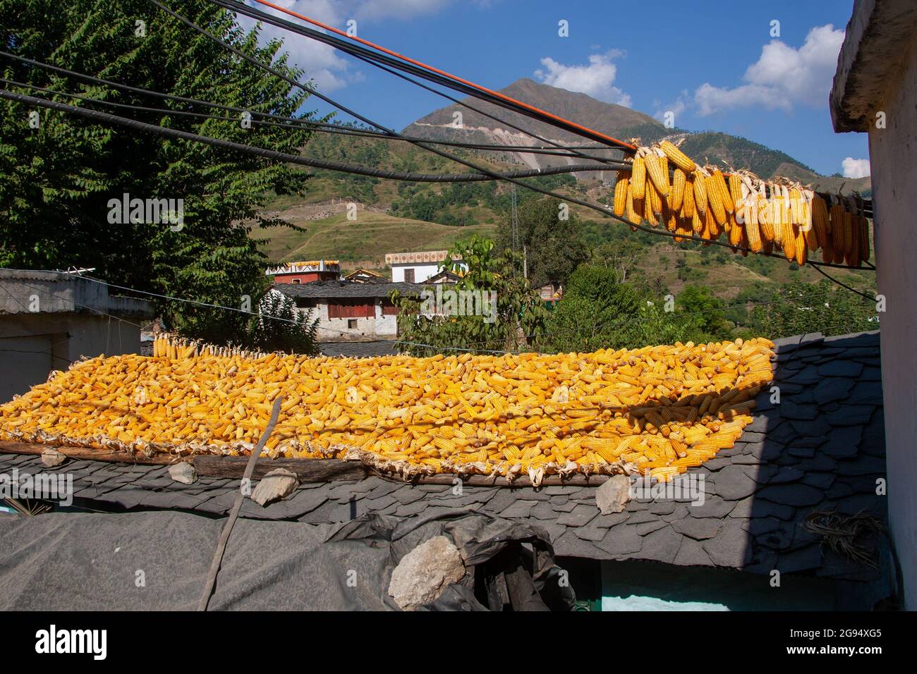 India -drying corn cobs on the roof of a house in a village in the ...