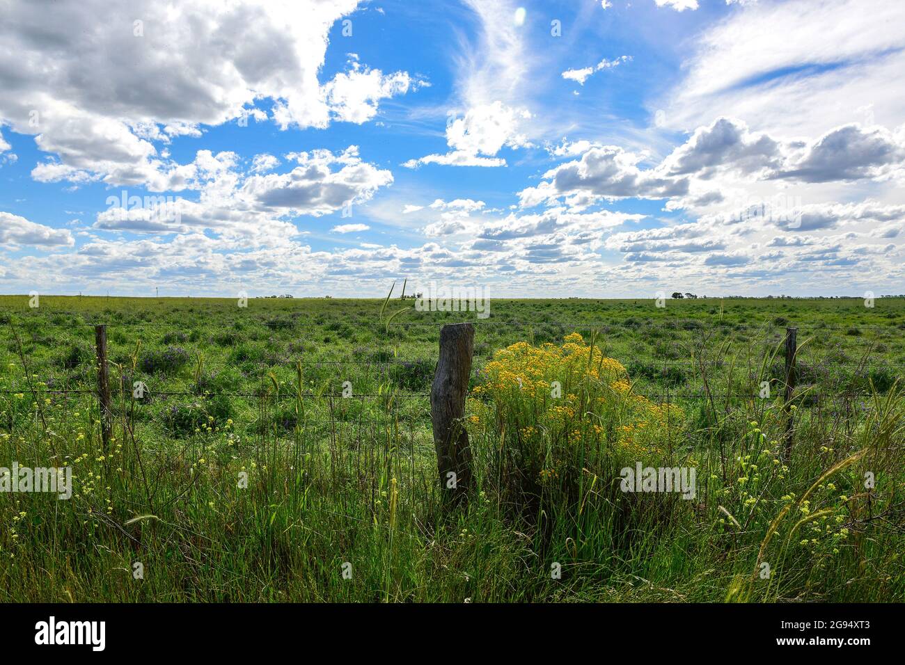 Pampas countryside landscape in spring, La Pampa Province, Patagonia ...