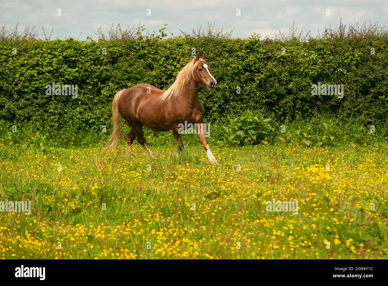 Welsh cob horse, stallion galloping Stock Photo - Alamy