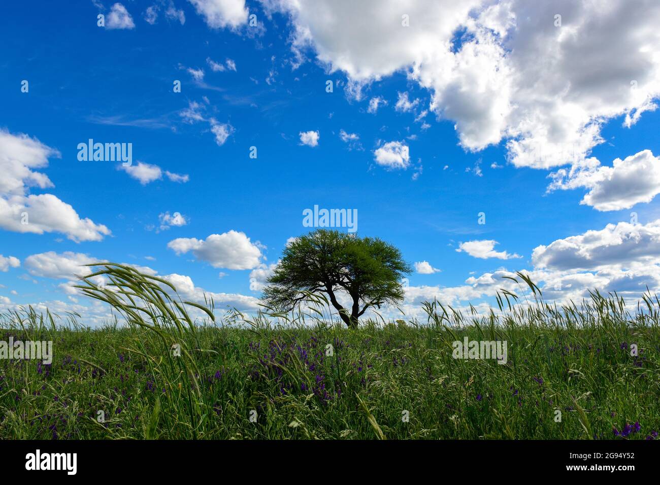 Calden, Prosopis Caldenia) in Pampas landscape, typical tree of the ...