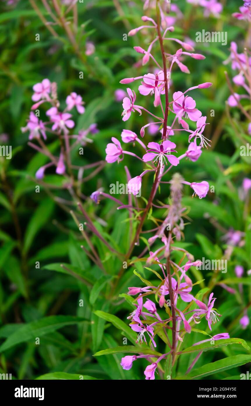 Chamaenerion angustifolium, known as fireweed, great willowherb or rosebay willowherb in a ...