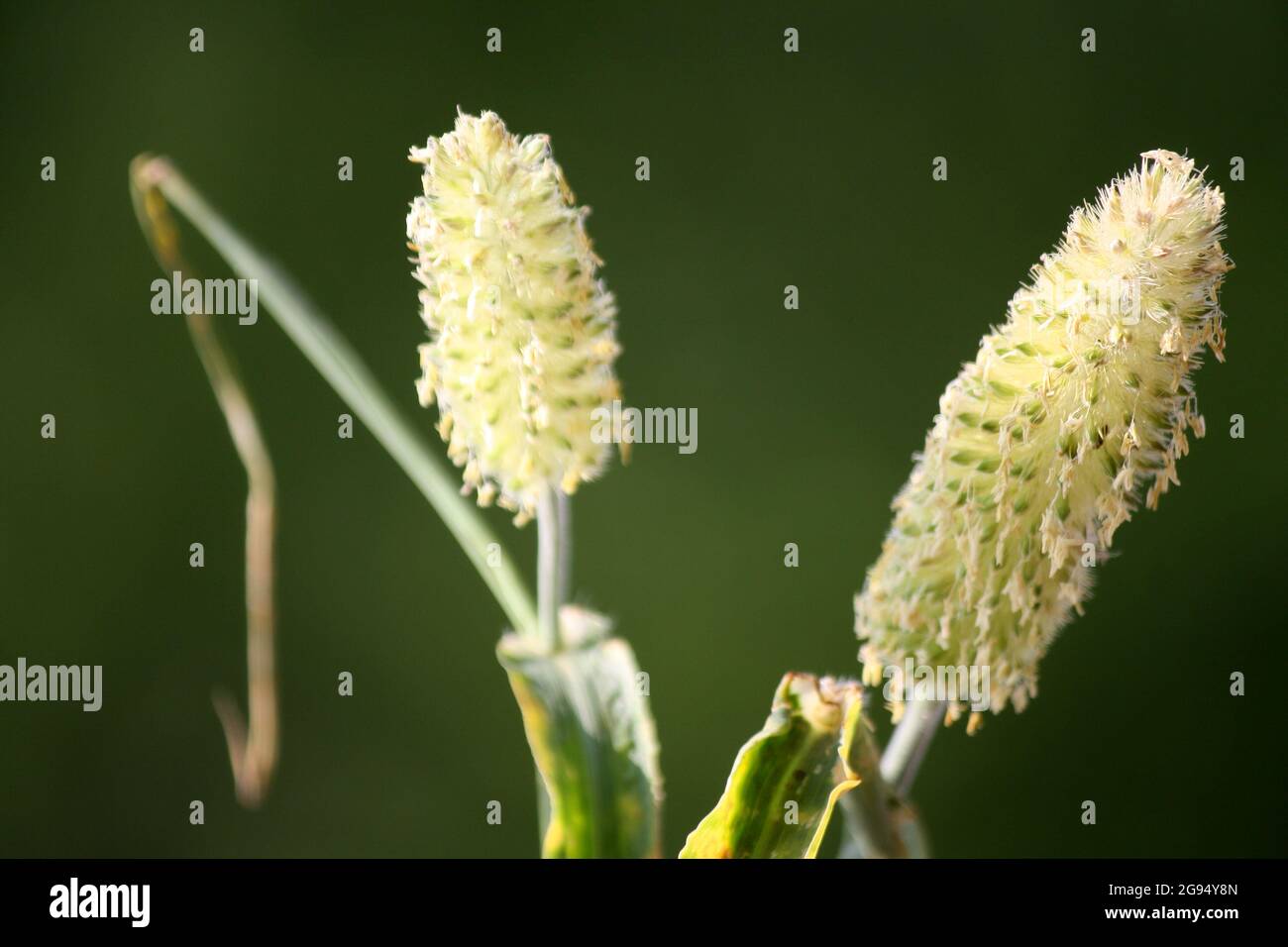 Grass Inflorescence (Family Poaceae or Gramineae) in a garden Stock ...