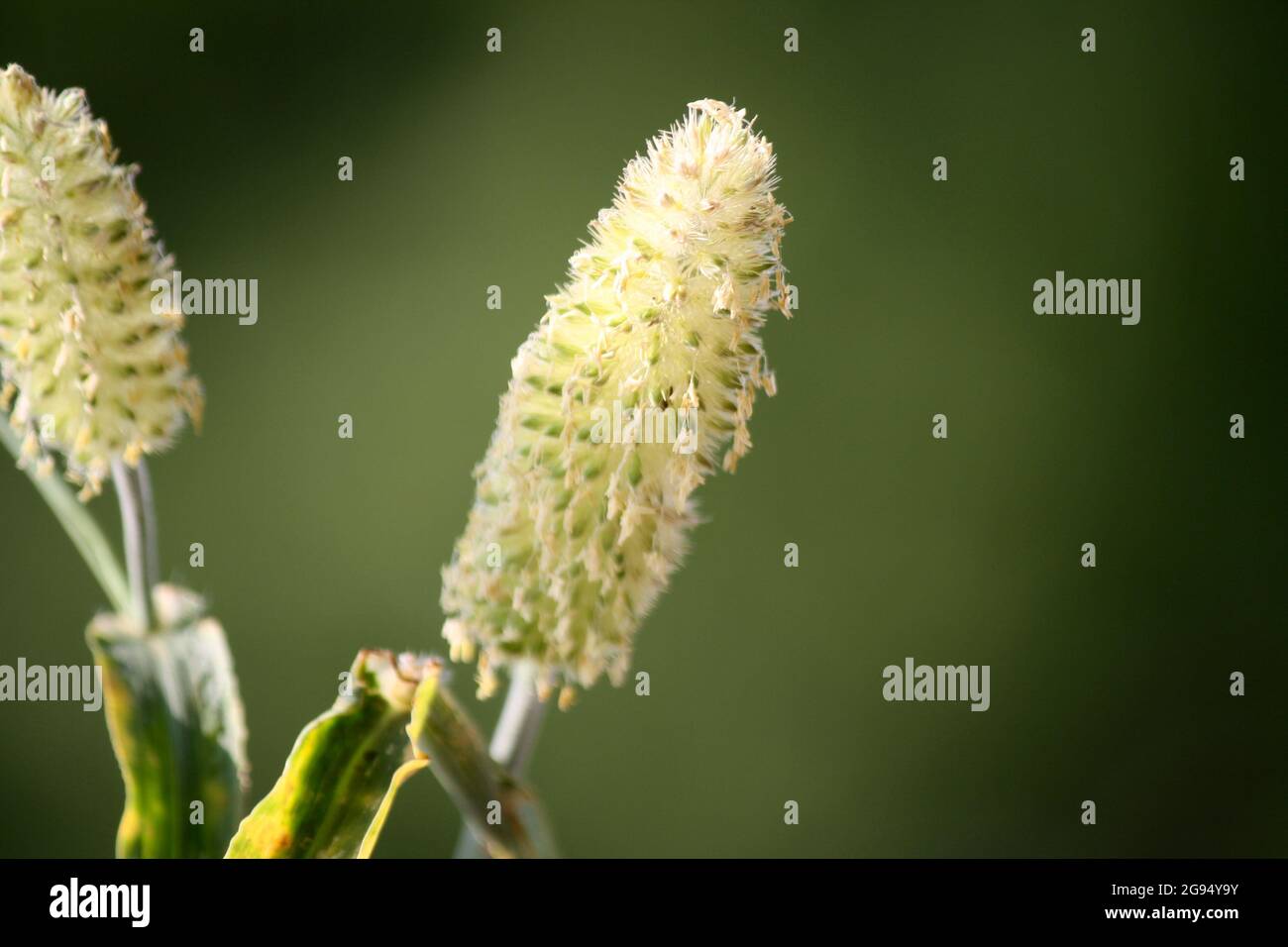 Gramineae poaceae family hi-res stock photography and images - Alamy