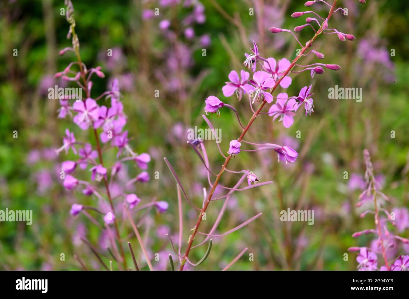 Chamaenerion angustifolium, known as fireweed, great willowherb or rosebay willowherb in a ...