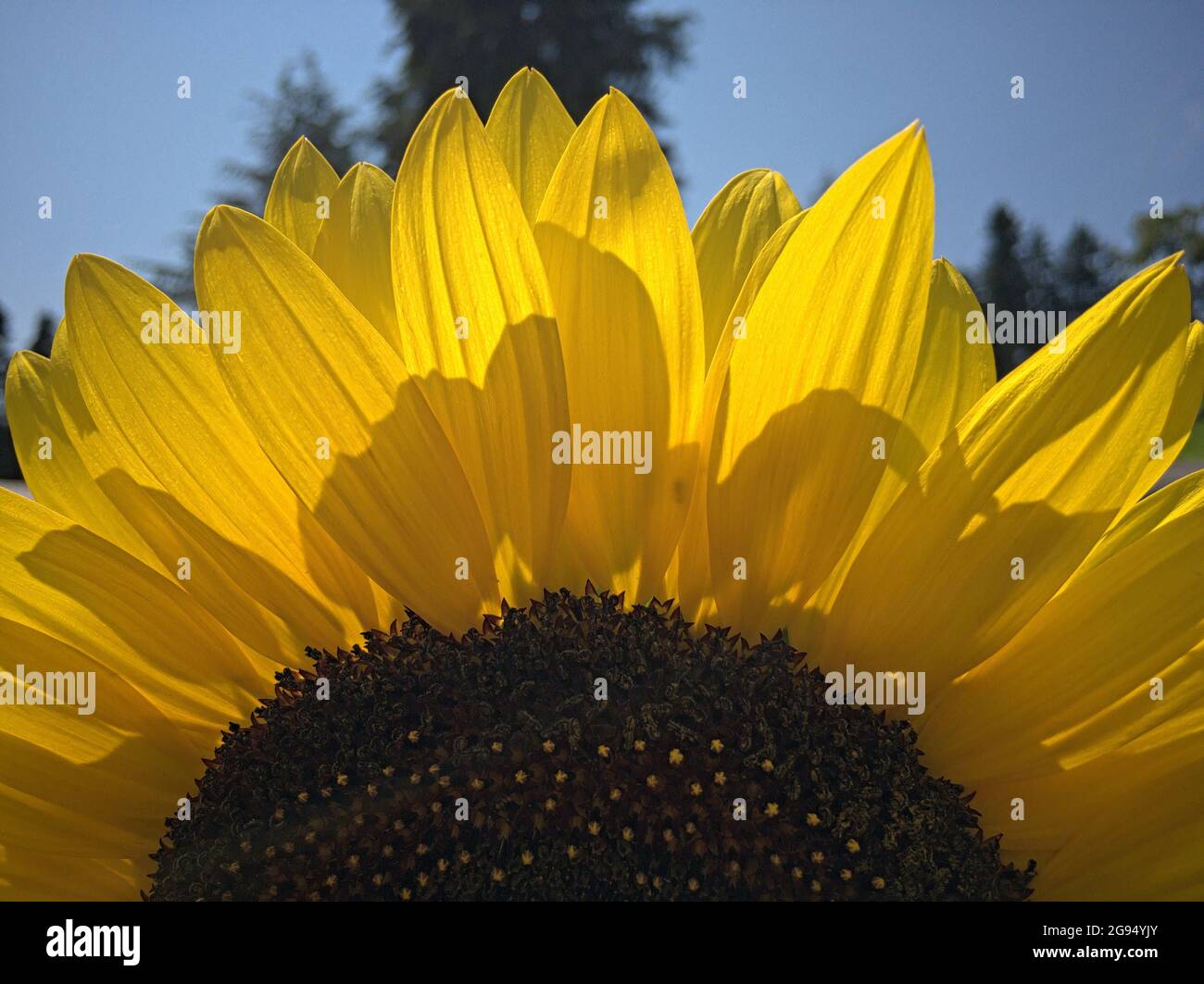 Sunflower petals brightly illuminated from behind by the morning sun in ...
