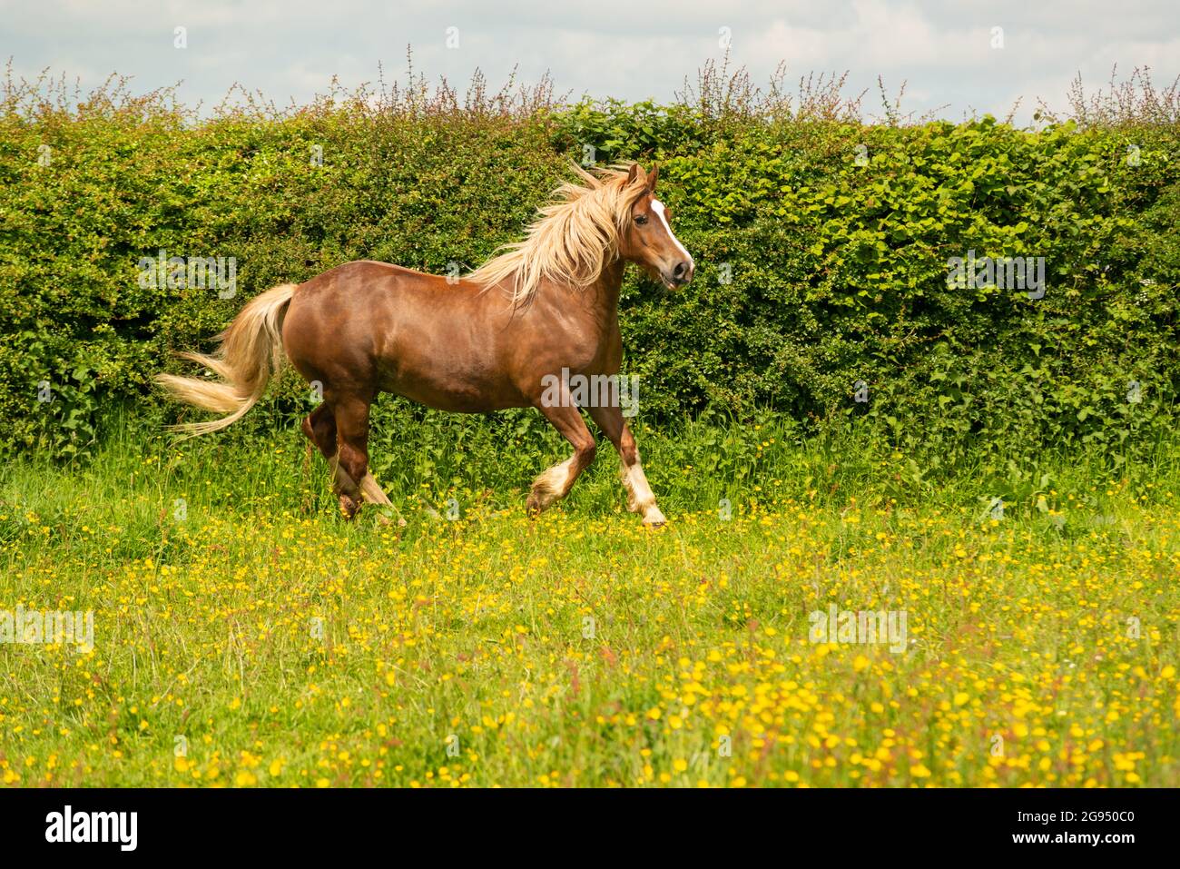 Welsh cob horse, stallion galloping Stock Photo - Alamy