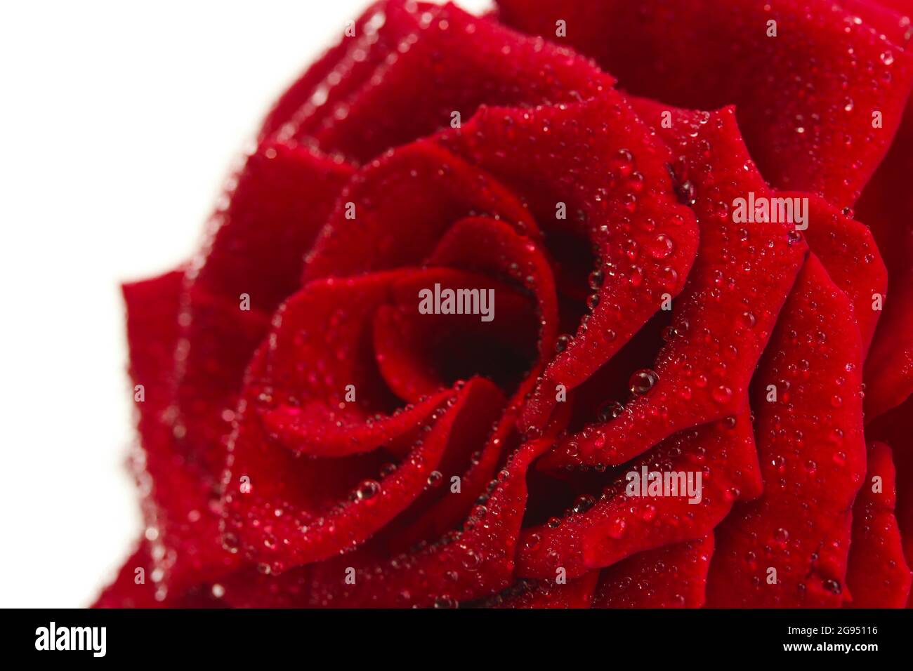 beautiful red rose with drops isolated on white Stock Photo - Alamy