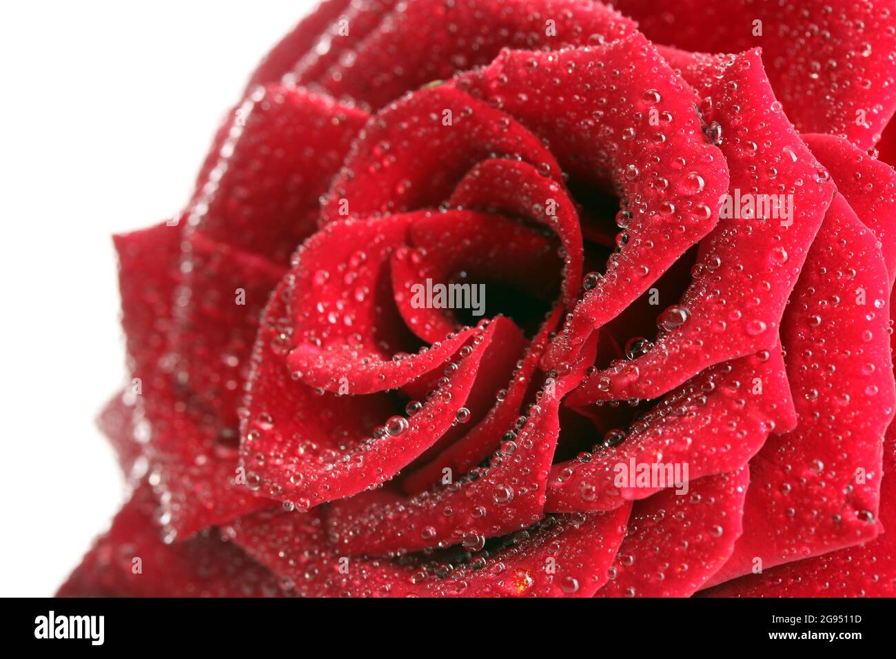 beautiful red rose with drops isolated on white Stock Photo - Alamy