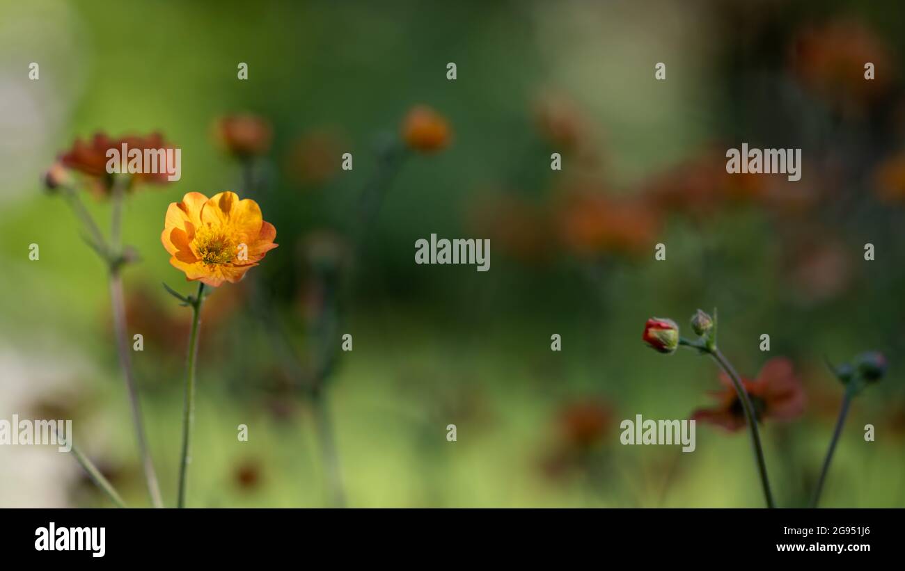 Bright Geum flowers in an English garden during summer in cottage ...
