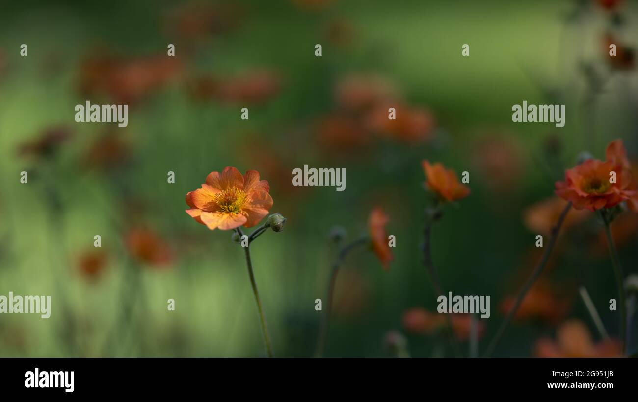 Bright Geum flowers in an English garden during summer in cottage ...