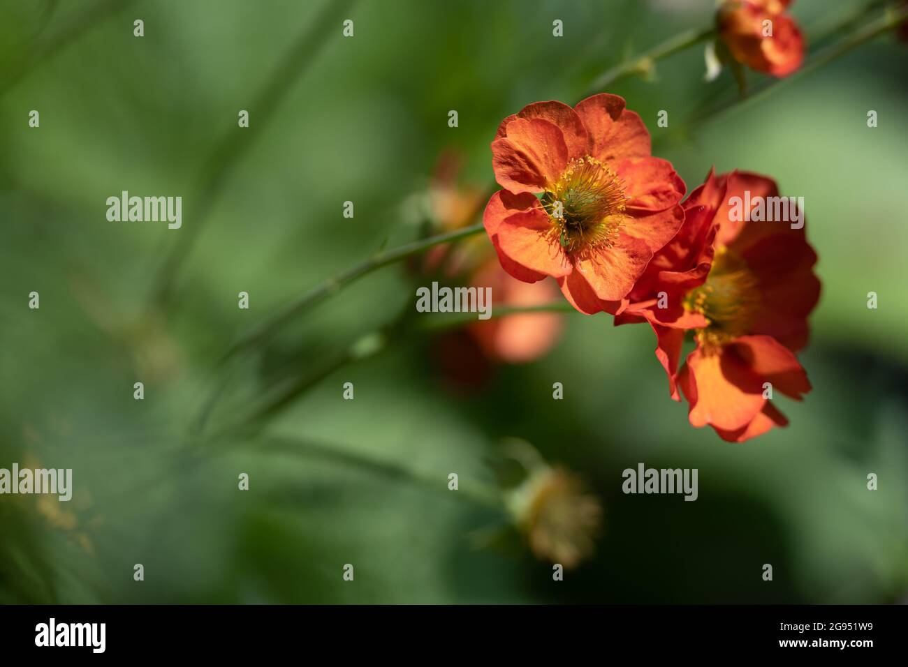 Bright Geum flowers in an English garden during summer in cottage ...