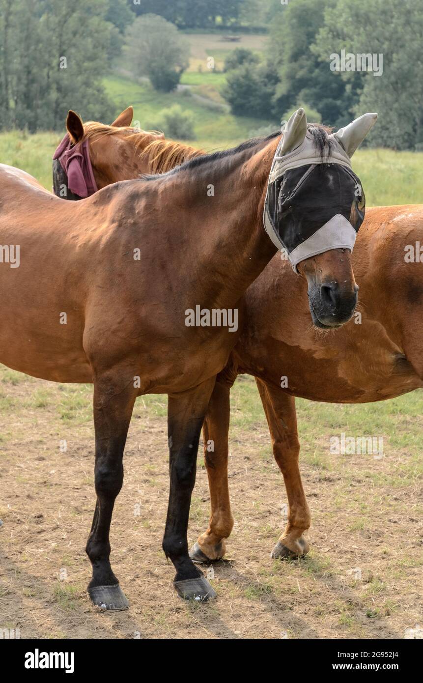 Domestic brown horses (Equus ferus caballus), wearing insect protection ...