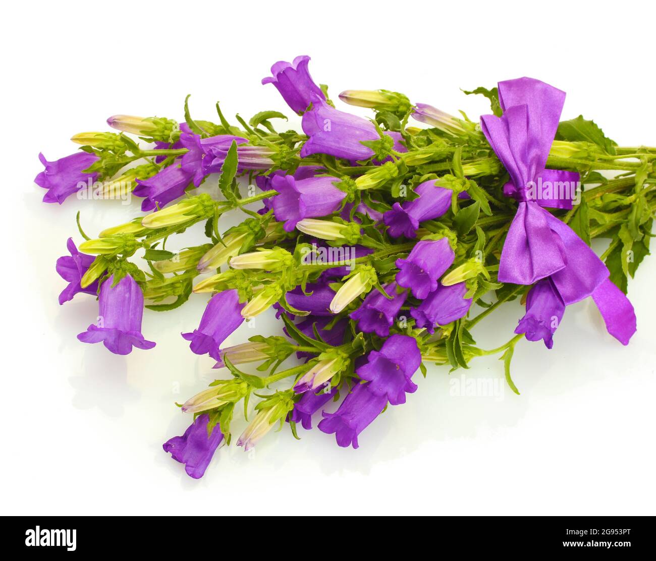 blue bell flowers isolated on white Stock Photo - Alamy