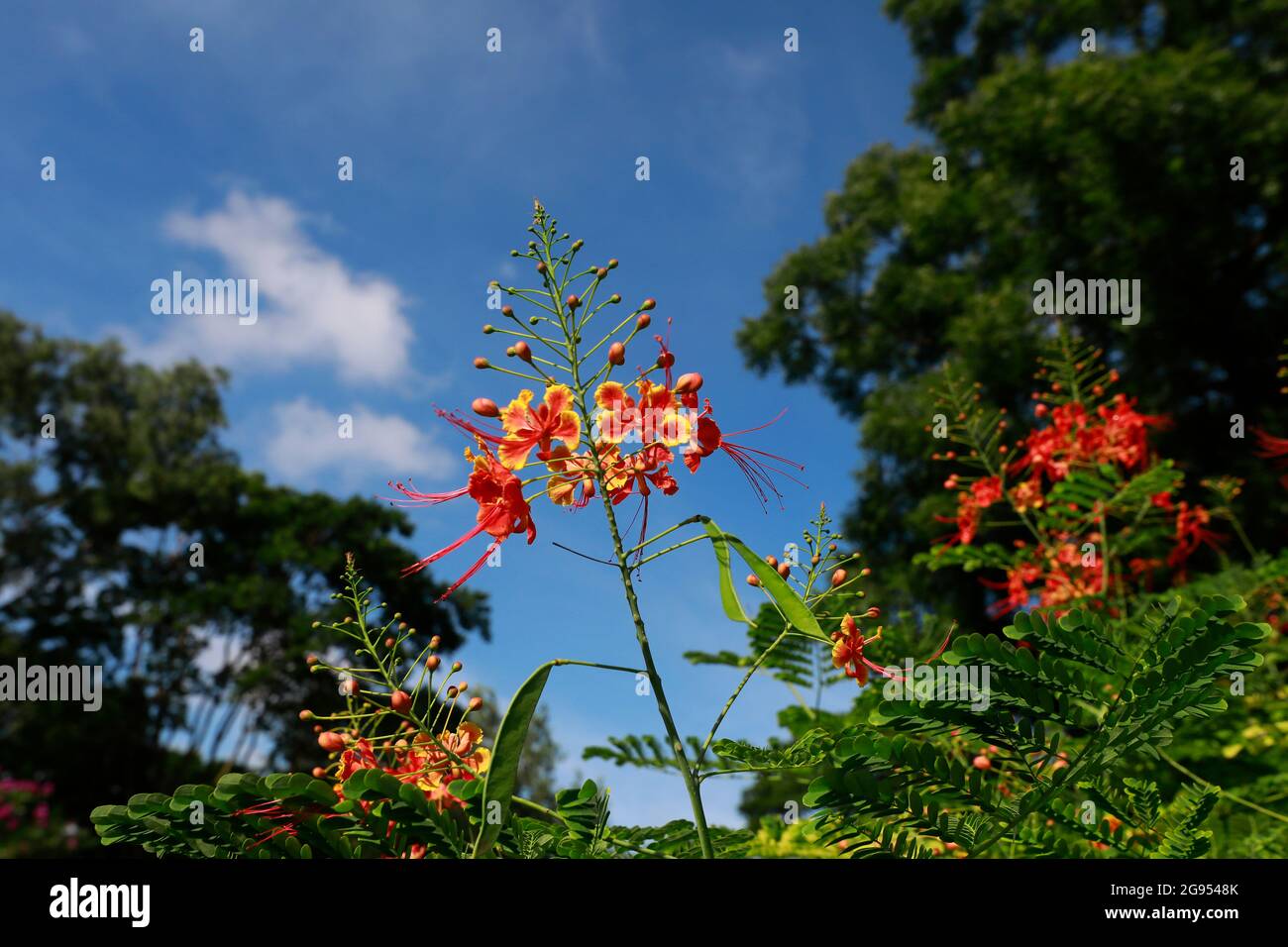 Dhaka, Bangladesh - July 24, 2021: Radhachura flower (Scientific name ...