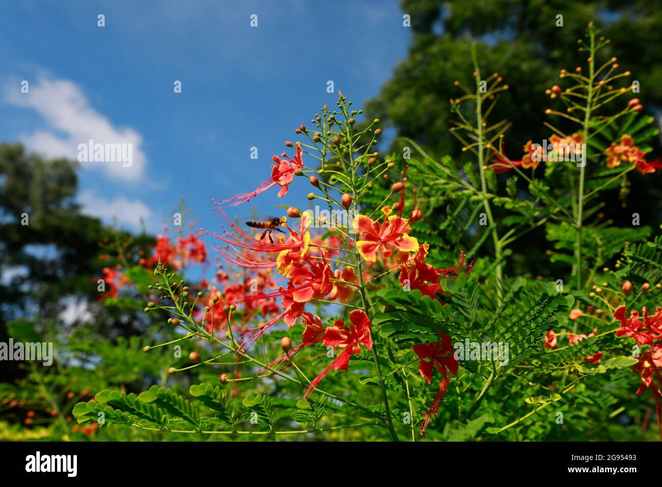 Dhaka, Bangladesh - July 24, 2021: Radhachura flower (Scientific name ...